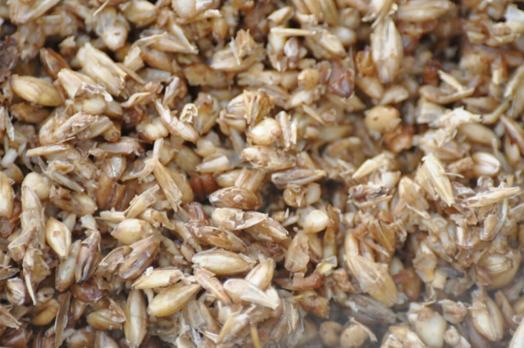 What Can I Do With Spent Grain? – Yeast and Hops Haven