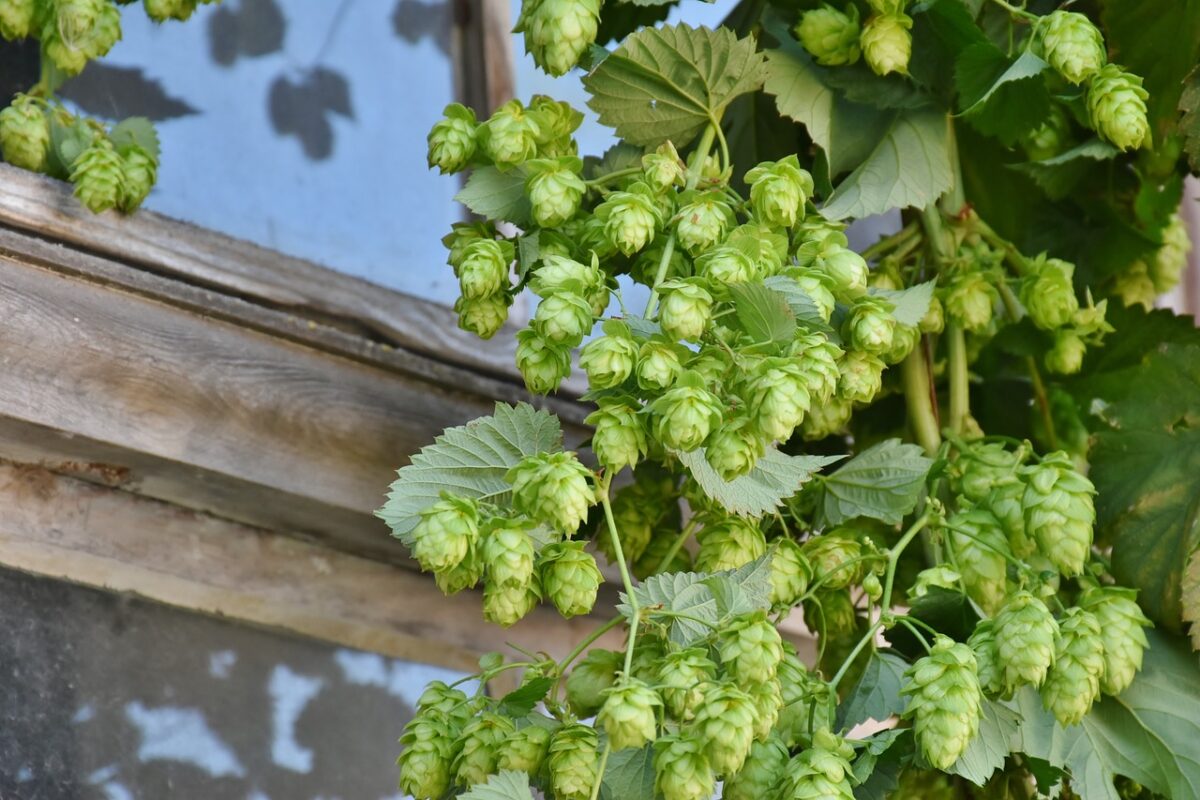 What Are Dank Hops? – Yeast and Hops Haven